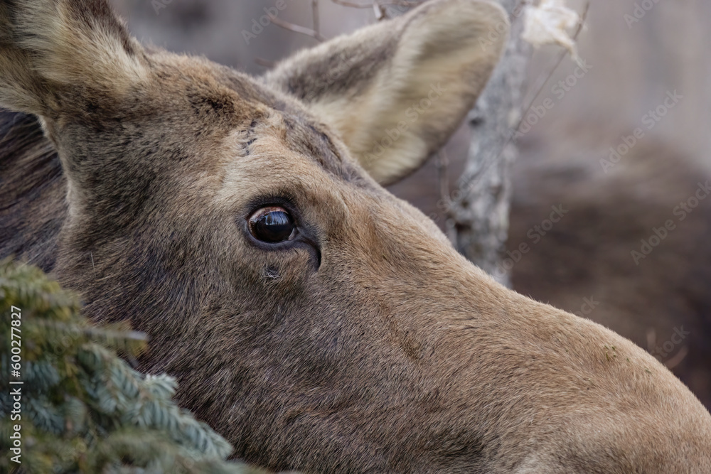 Moose, Magnificence: A Close-Up of a Moose Cow's Eye in All Its ...