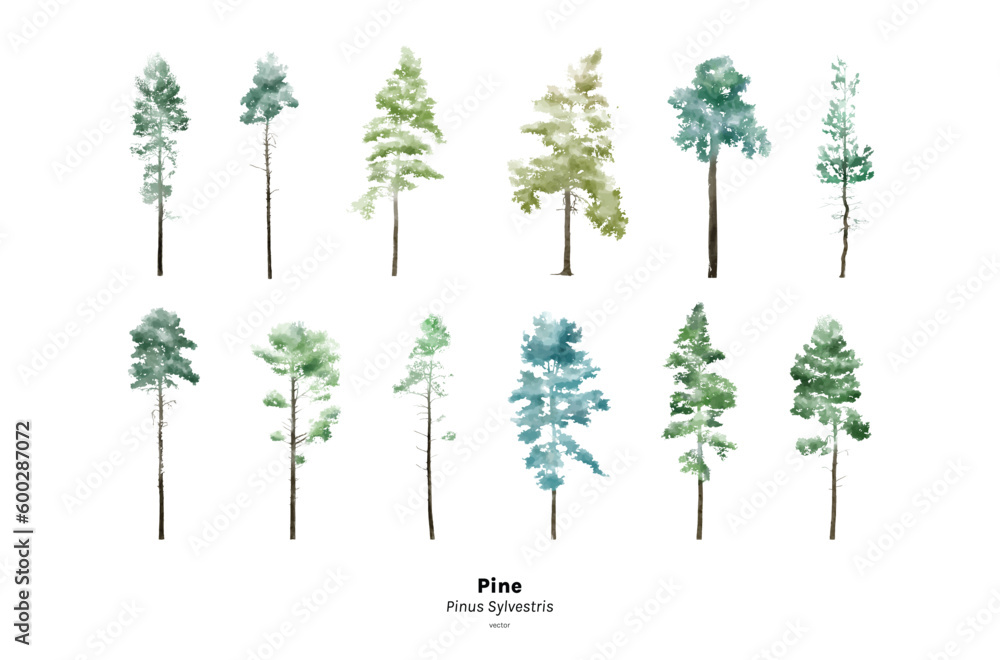 vector Pine tree watercolor, Minimal style, Side view, set of graphics trees elements outline ...