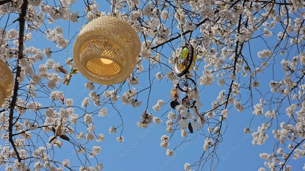 Bamboo Pendant Lamp And Dreamcatcher Hanging On White Sakura Tree In ...