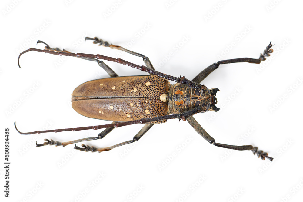 Nature, bug and insect with beetle in studio for ecosystem, biology and ...