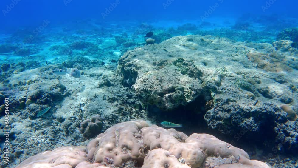 Amazing underwater world with a coral reef and swimming fish in rays of ...