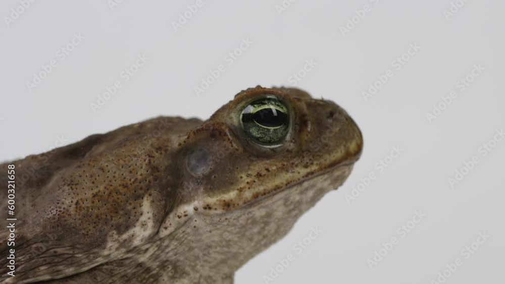 Vidéo Stock Cane Toad Marine Toad side profile - rack focus as he hops ...