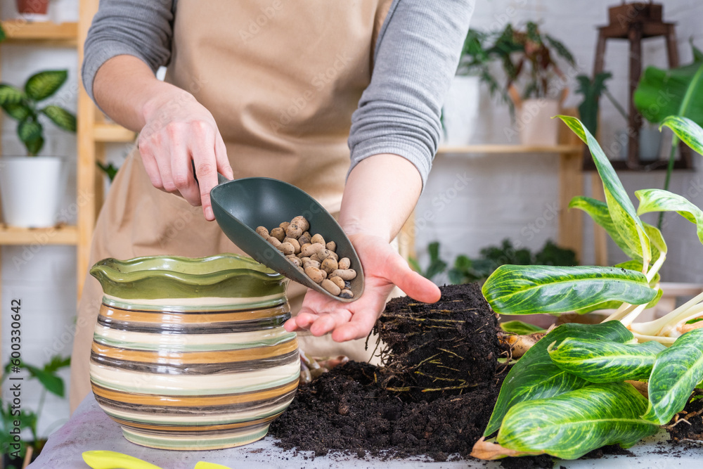 Repotting a home plant aglaonema into new pot in home interior. woman ...