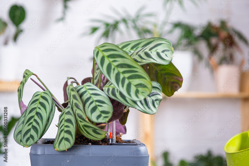 Pot for plants with automatic watering, transplanting Calathea into a ...