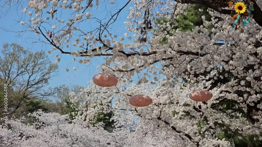 Beautiful Ornaments Hanging On Full Blooming White Sakura Tree At The ...