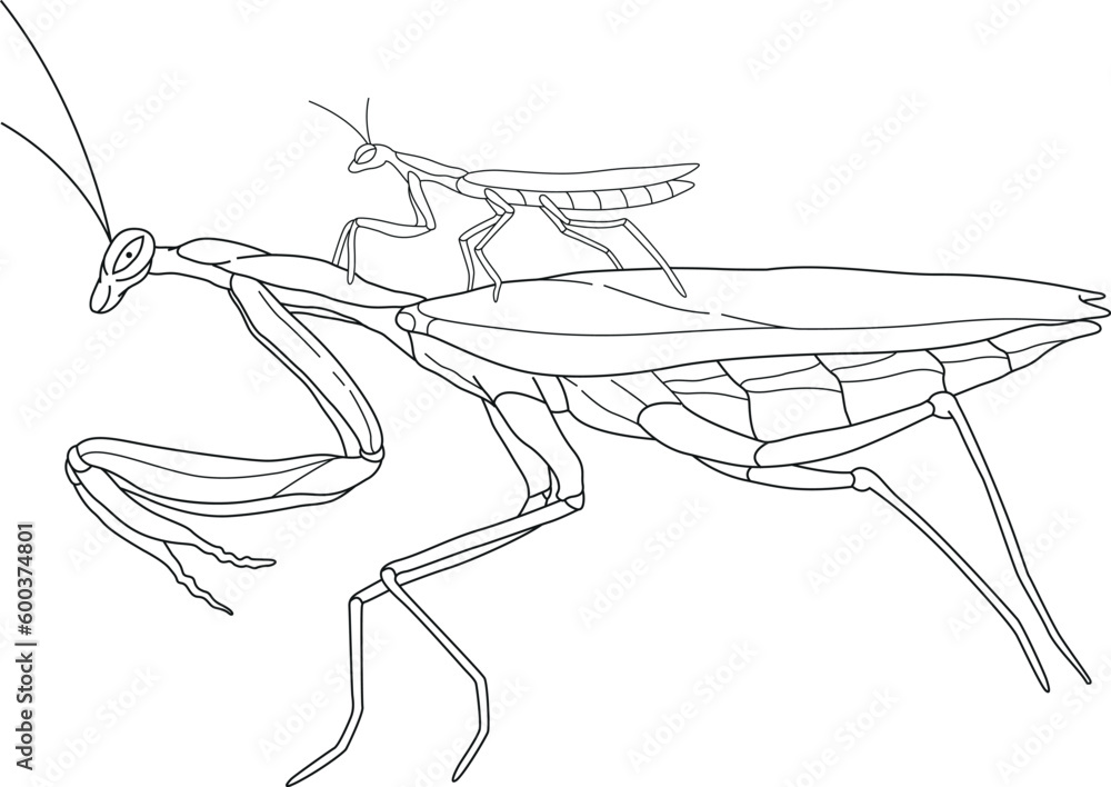 Vector linear drawing of mantis family. Mother and baby. Isolated on ...