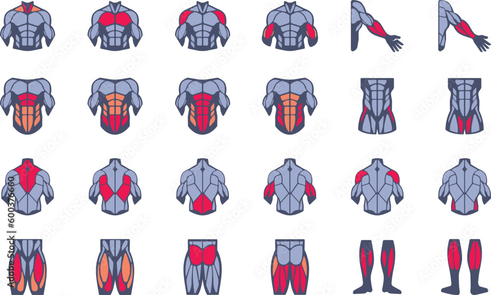 Muscles illustration icon set. It included the workout, human body ...