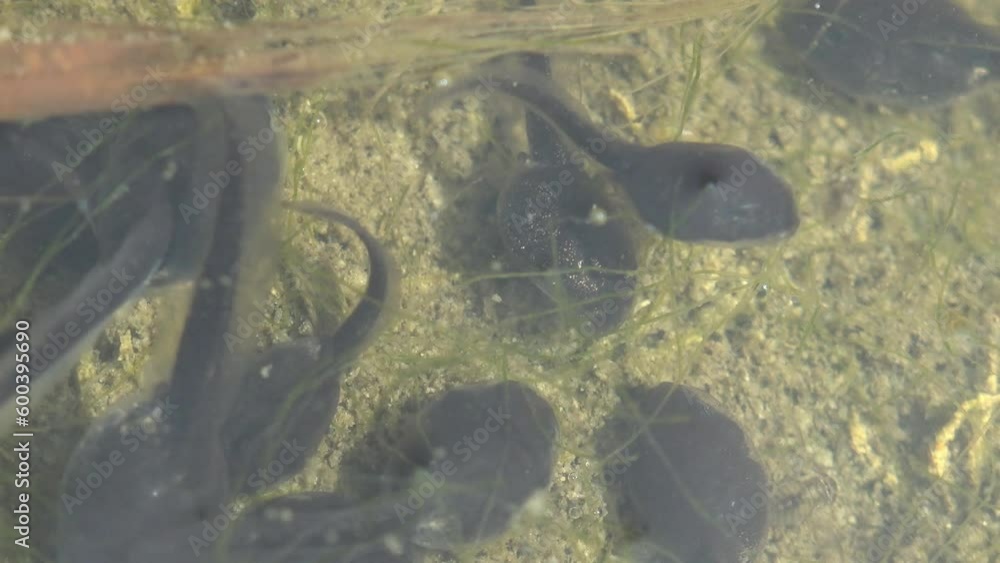 Tadpole, pollywog is larval stage in life cycle of an amphibian, frog ...