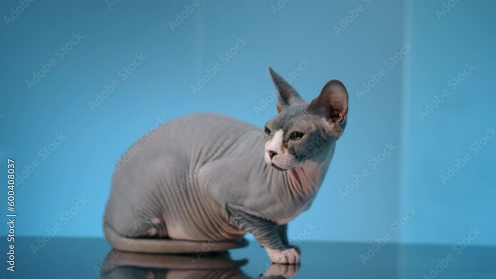 Full shot of adult Sphynx cat with sore watery eyes sitting on table in ...