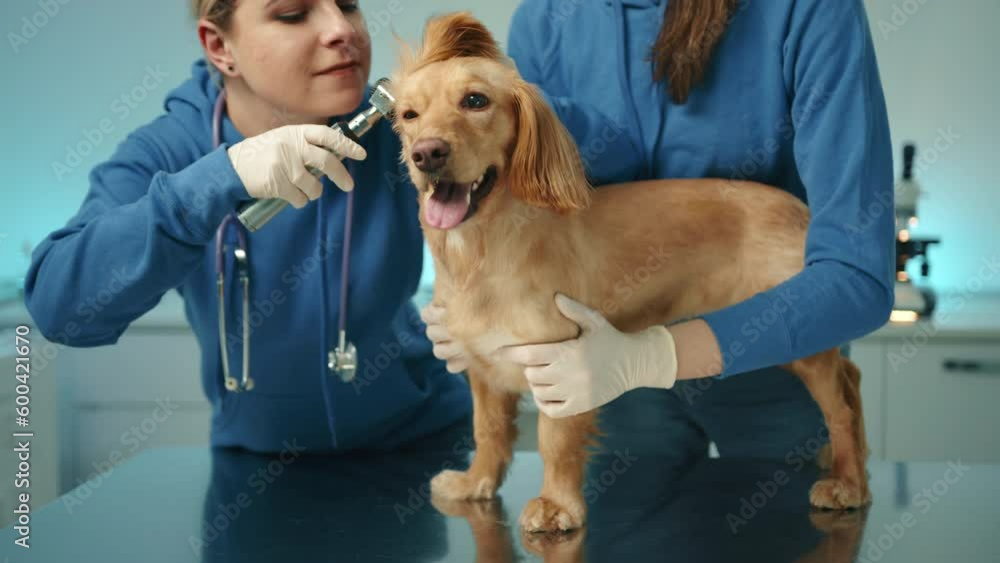 Process of ear examination of cocker spaniel by two female vets in ...