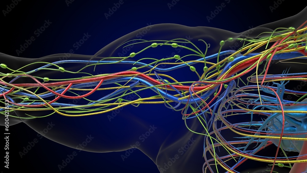 Human lymph nodes anatomy for medical concept 3D rendering Stock ...