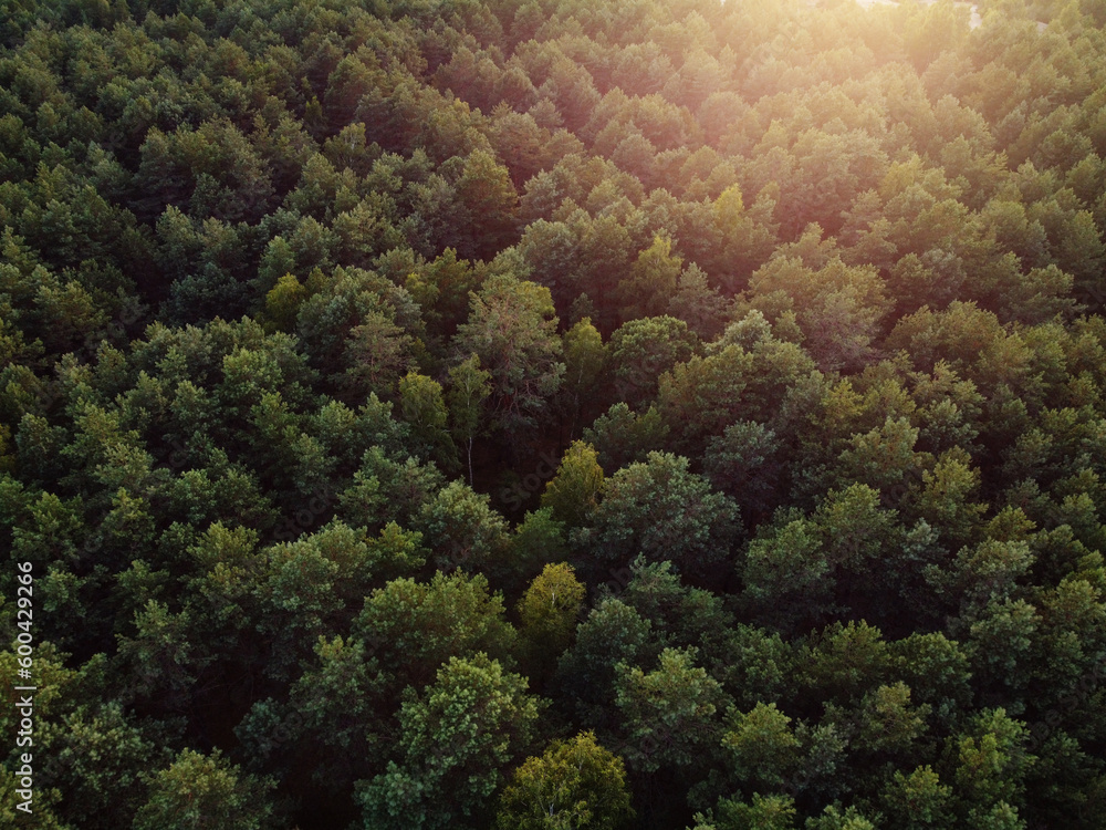 Aerial top view of mixed forest trees, ecosystem and healthy ...