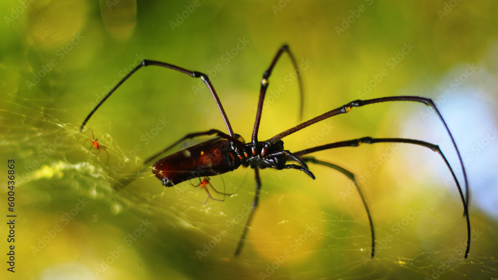 Stock photo of Golden Orb-Weaver Spider red-red body, red legs and ...