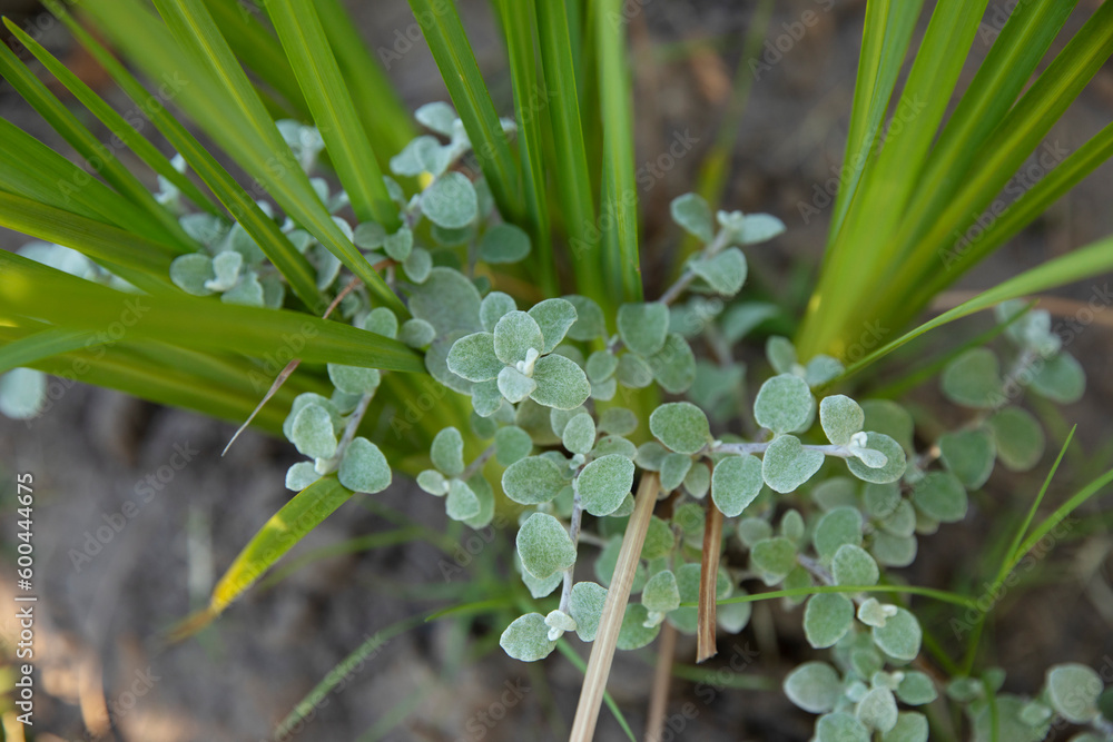 Botany. Closeup view of a Helichrysum petiolare bush, also known as ...