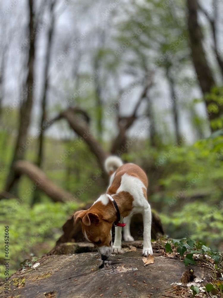 Poster Dora the explorer – Wall Art | UkPosters