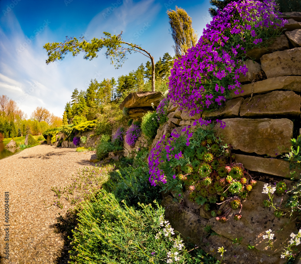 Blossom of violet Phlox subulata (creeping phlox) flowers on the stone ...