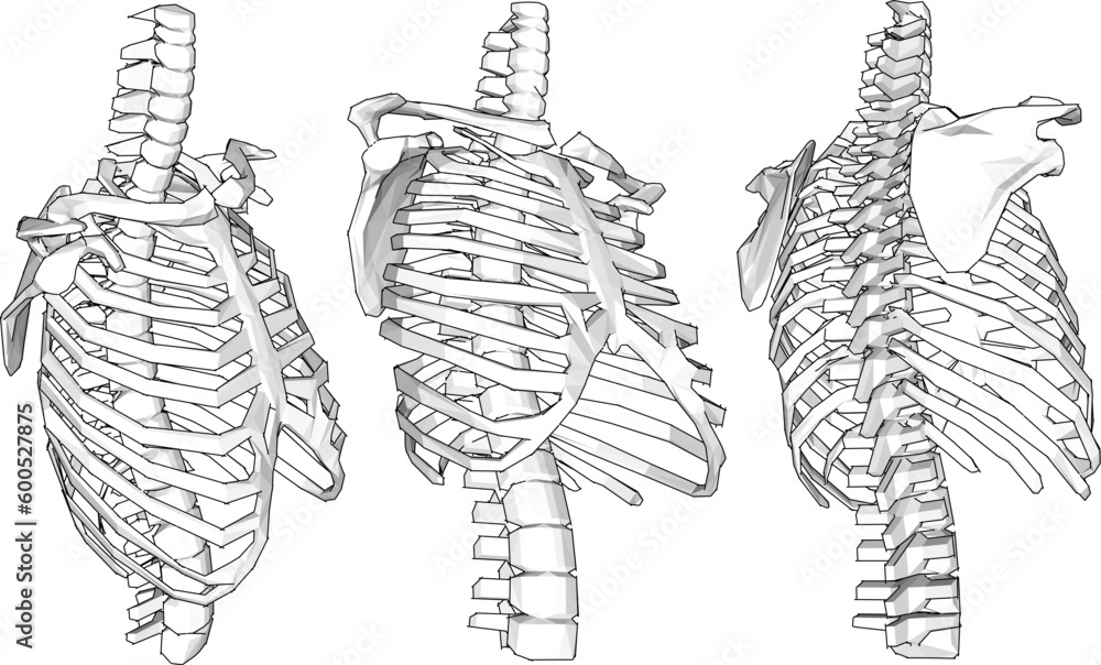 Human rib cage cartoon illustration vector sketch Stock Vector | Adobe ...