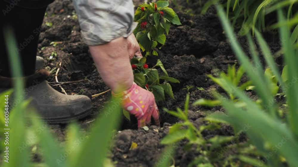 person planting a flower, planting a flower, planting a seedling ...