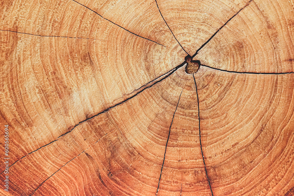 Wood grain texture, growth rings, tree , annual, Cross-section of tree ...