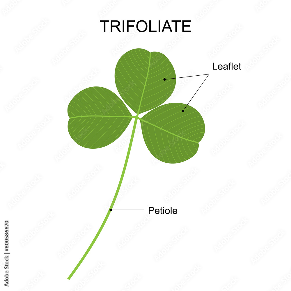 Clover leaf, an example of a compound leaf. Trifoliate. Diagram of a ...