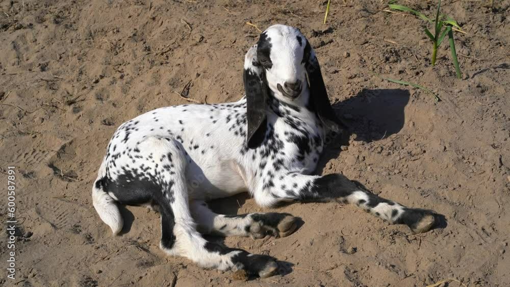 White small goat of Kamori breed lies on the ground. A close-up of ...