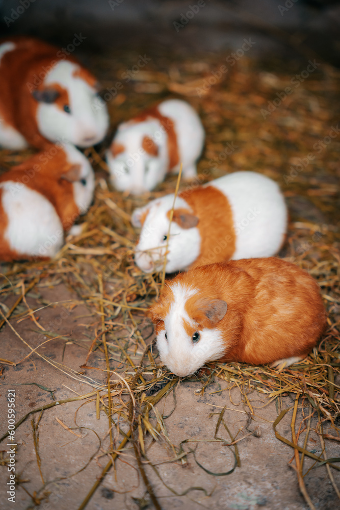 Peruvian guinea pig or guinea pig is a mammal native to the Andean ...