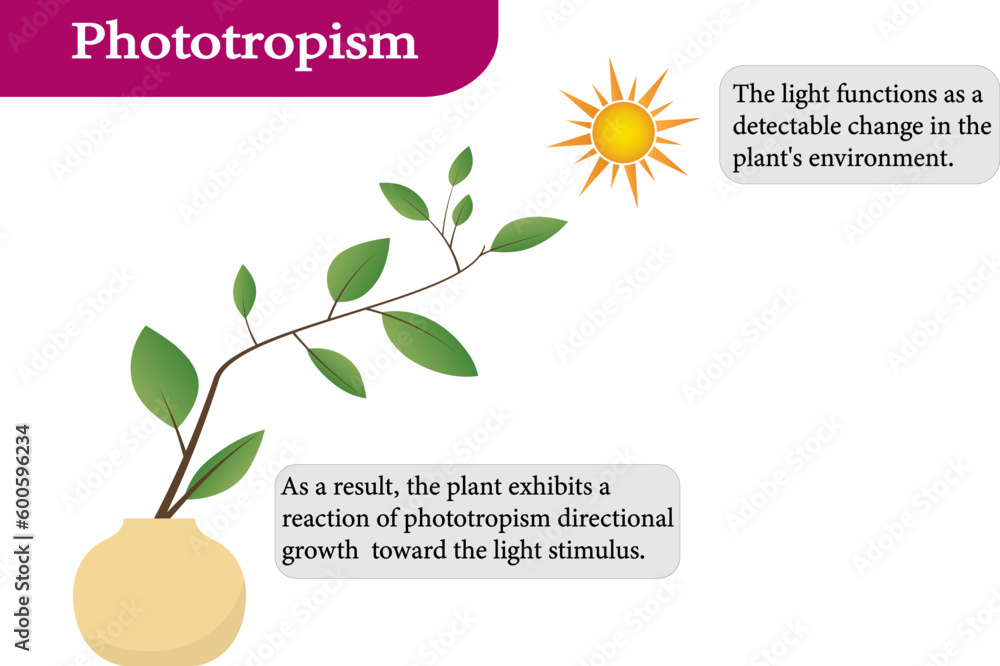 Mechanism of Phototropism in Plants,vector image Stock Vector | Adobe Stock