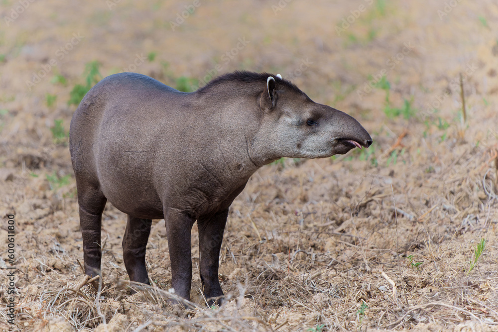 South American tapir (Tapirus terrestris) , also called the Brazilian ...