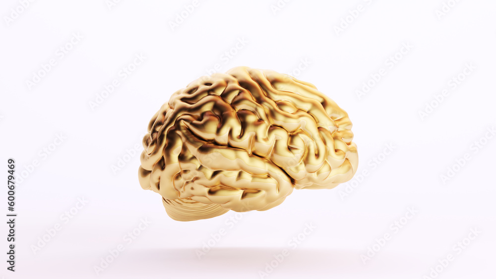 Gold Golden Brain Human Anatomy Mind Intelligence Medical Organ Art ...