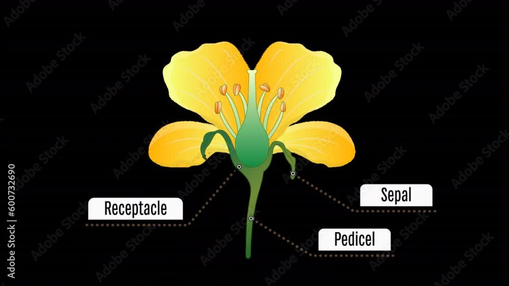 Animation 2D of a Flower Pollination, Reproduction in Plant Diagram ...