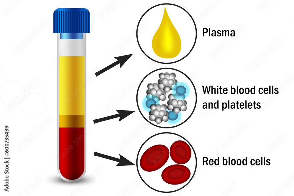 Blood Composition with platelets, red blood and white blood cells in ...