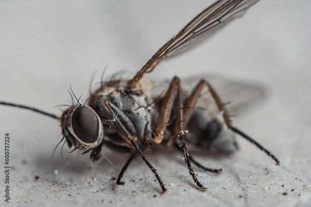 Macro photo of a dead fly. Flying insect lifeless on the ground. Cycle ...
