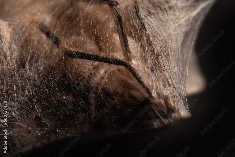 Large bed bug wrapped in a spider's web. Dead insect drained by a big ...