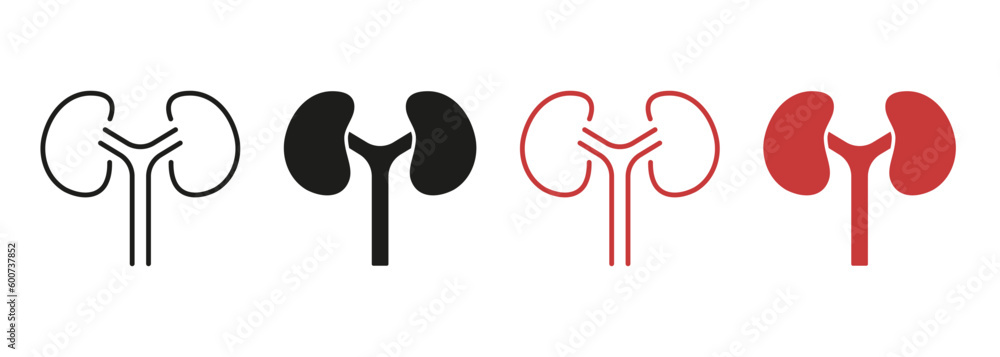 Human Kidney Line and Silhouette Color Icon Set. Anatomy of Renal Organ ...