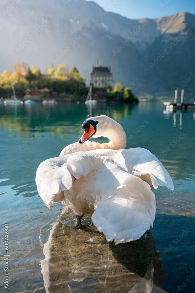 Swan cleaning his feathers in Lake Brienz in front of Schloss Seeburg ...
