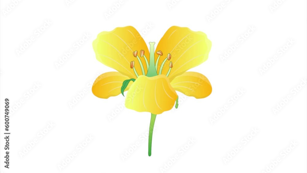 Parts of Flower Animation, Flower pollination and reproduction in plant ...