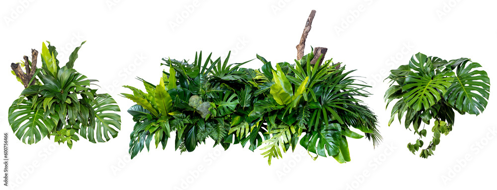 Plant leaves Green nature Tropical forest isolated on transparent ...