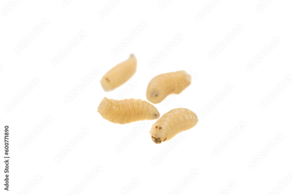 fly larvae on a transparent isolated background. PNG Stock Photo ...