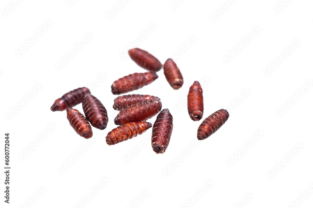 brown pupae of fly larvae on a przezroczystym isolated background. PNG ...