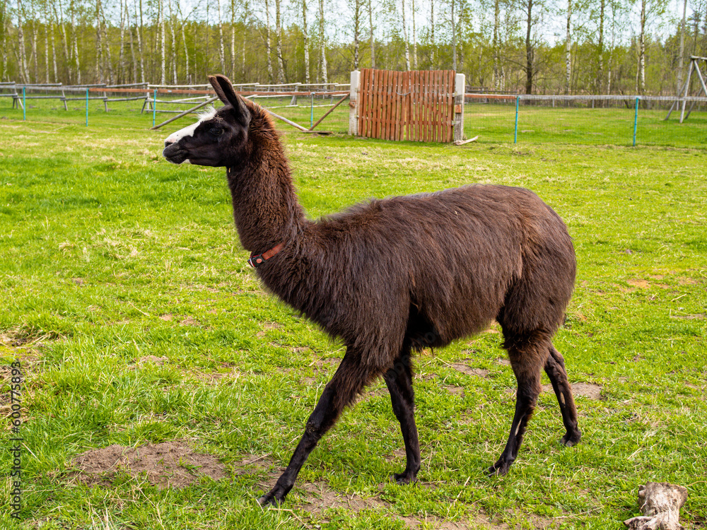 Mini zoo, black, white and brown alpacas and llamas behind the pen ...
