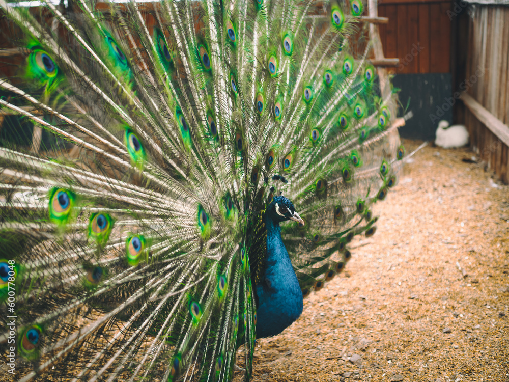In a mini zoo, a peacock spreads its colorful tail behind the enclosure ...