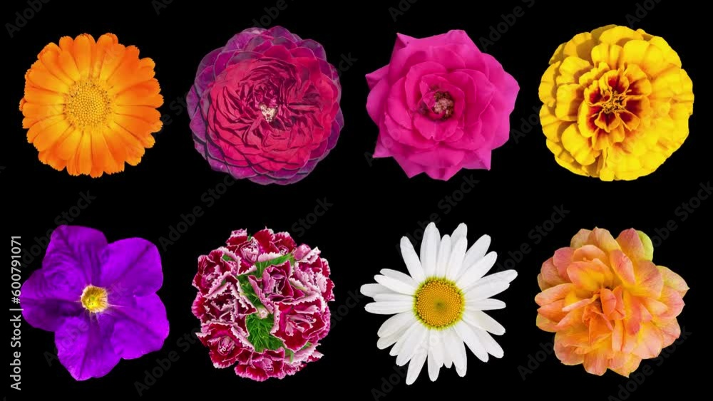 Vidéo Stock Heads of garden flowers rotate around their axis, isolated ...