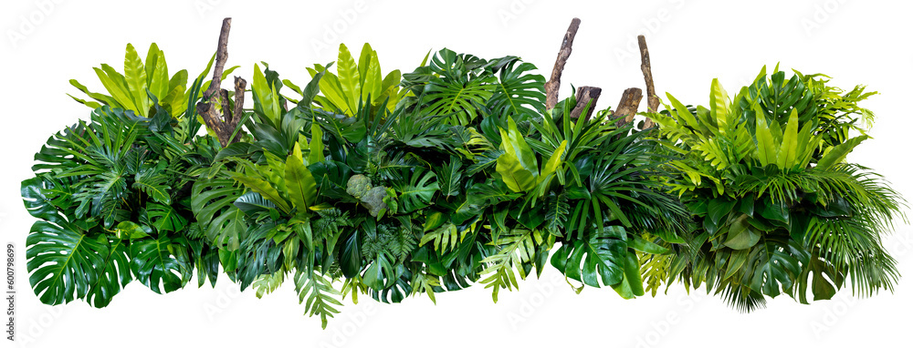 Plant leaves Green nature Tropical forest isolated on transparent ...