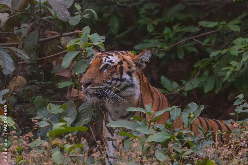 Female tigress (Panthera tigris) in the deep green forest of corbett ...