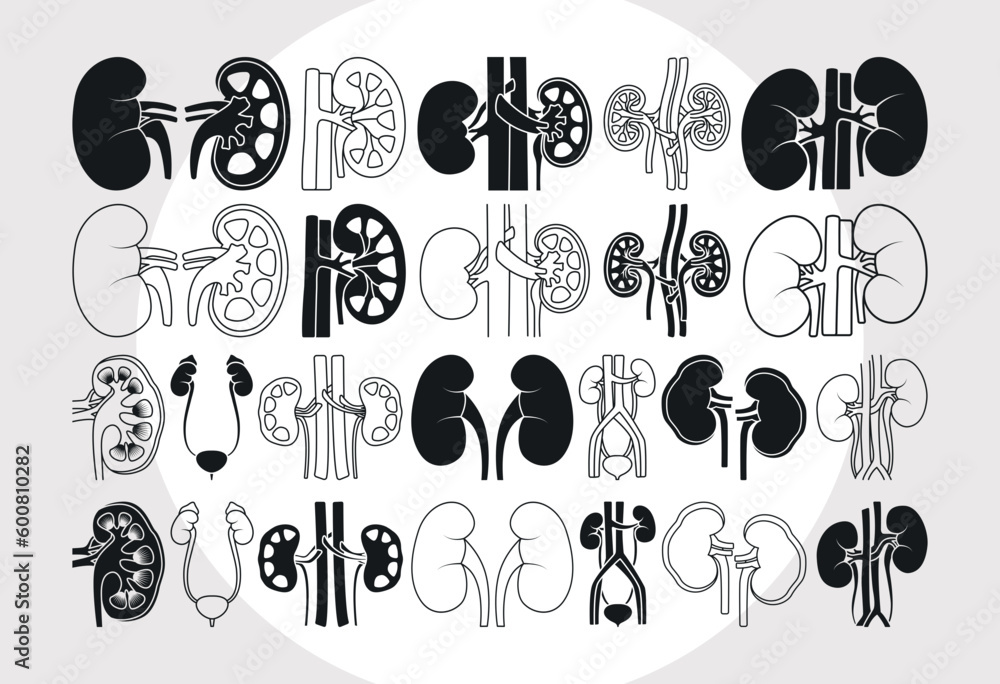 Human Kidney SVG Bundle, Kidney Silhouette, Kidney Anatomy Svg, Urinary ...