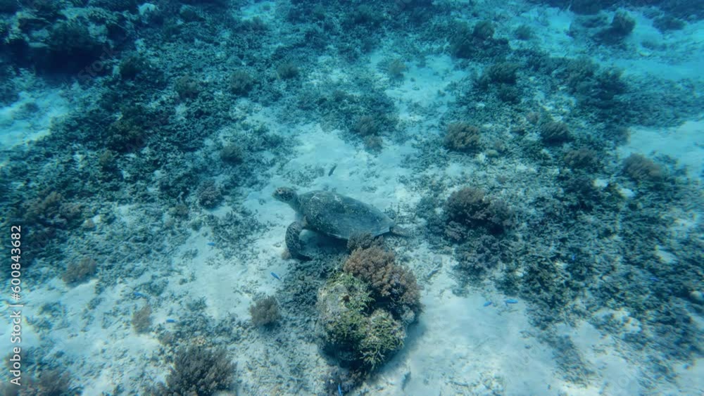 Top view of sea hawk turtle with resting on underwater sandy reef ...