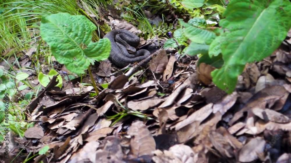 Gloydius himalayanus also known as the Himalayan pit viper snake or the ...
