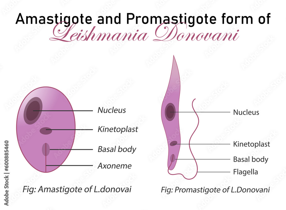 Leishmania donovani Morphology Illustrated medical image Stock ...