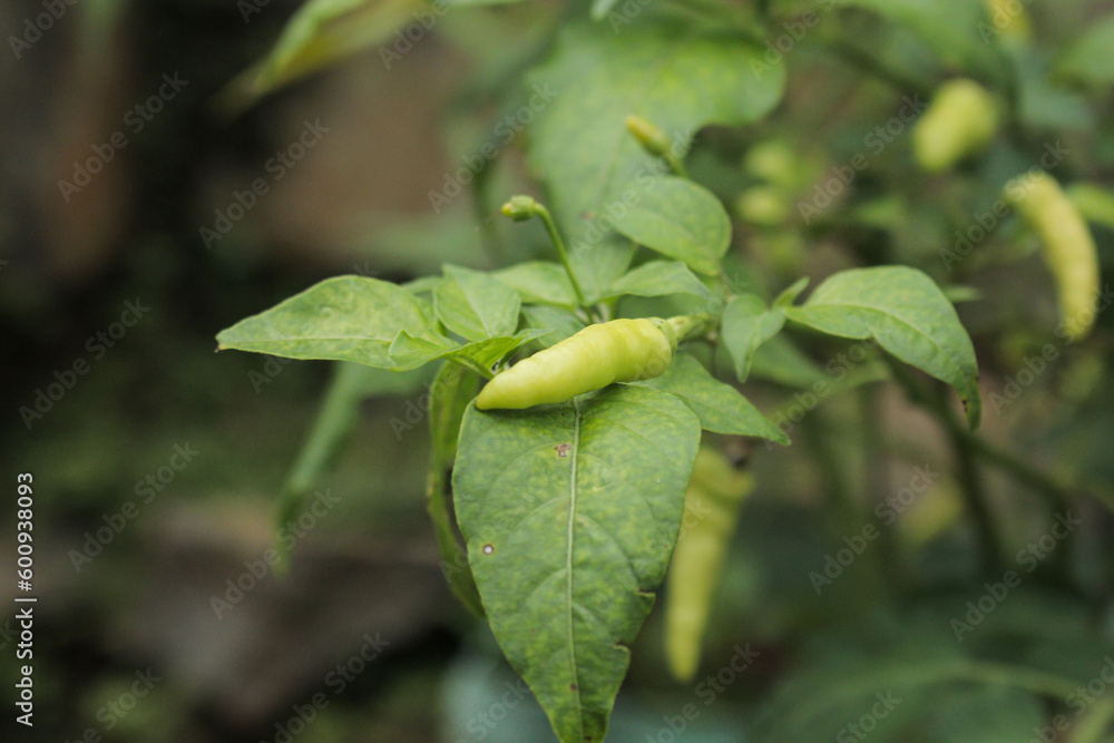 Chili trees with a light yellowish green color and still unripe grow in ...