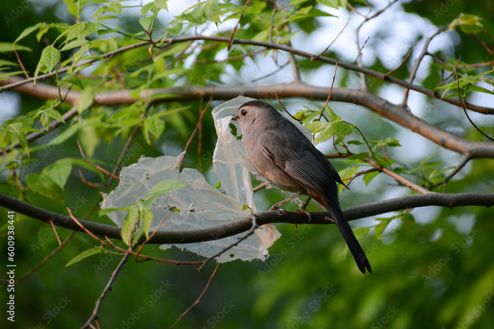 Gray Catbird carries plastic trash to build its nest. Urban songbirds ...